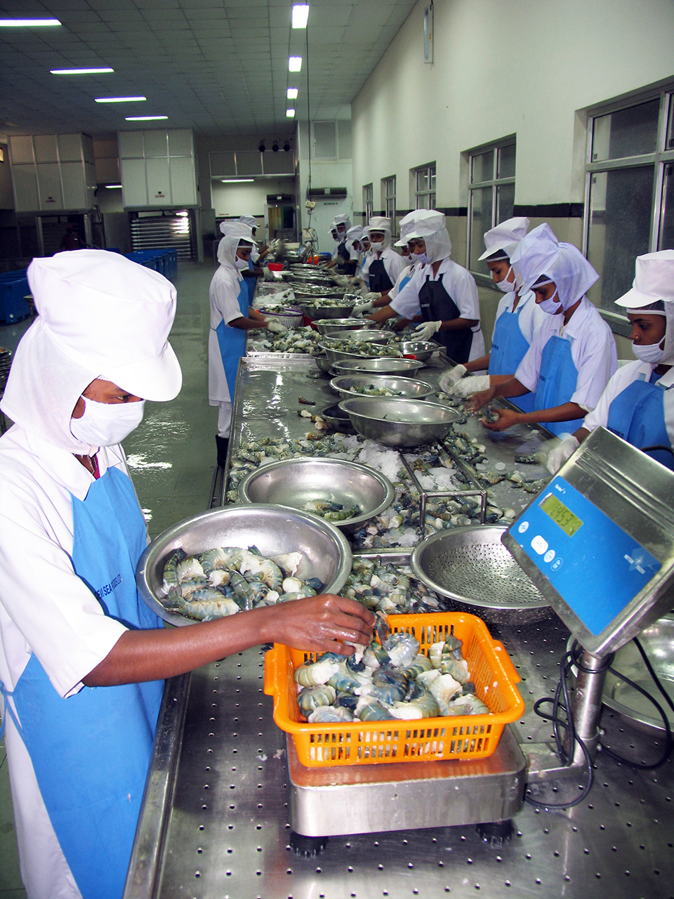 Post-harvest quality of freshwater prawns, part 2 - Responsible Seafood ...