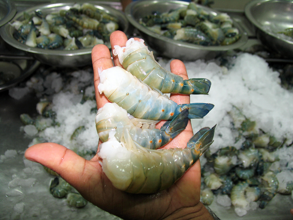 Post-harvest quality of freshwater prawns, part 2 - Responsible Seafood ...