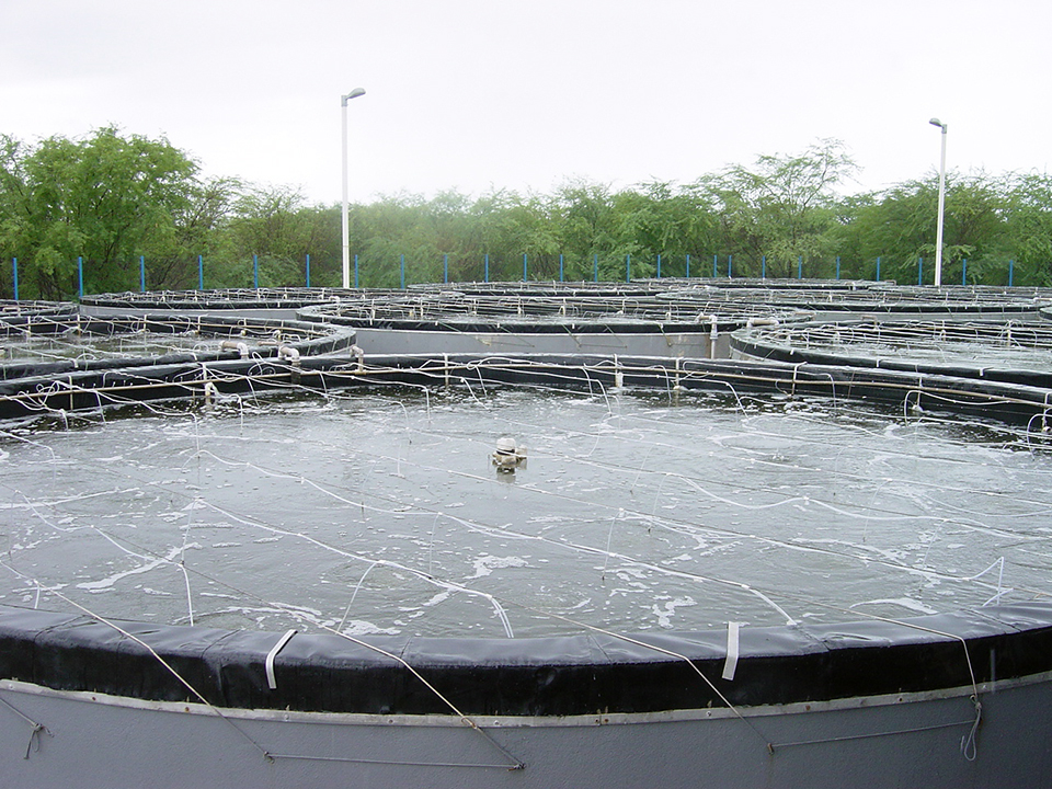 Brazil’s intensive shrimp nursery systems improve PL management, grow ...