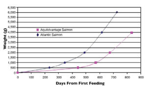A brief look at genetically modified salmon - Responsible Seafood Advocate