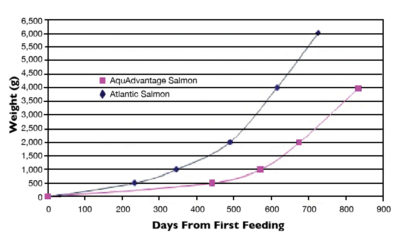 A brief look at genetically modified salmon - Responsible Seafood Advocate