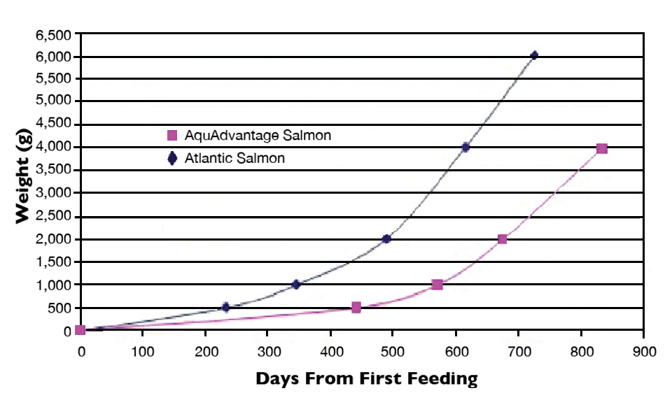 A brief look at genetically modified salmon - Responsible Seafood Advocate