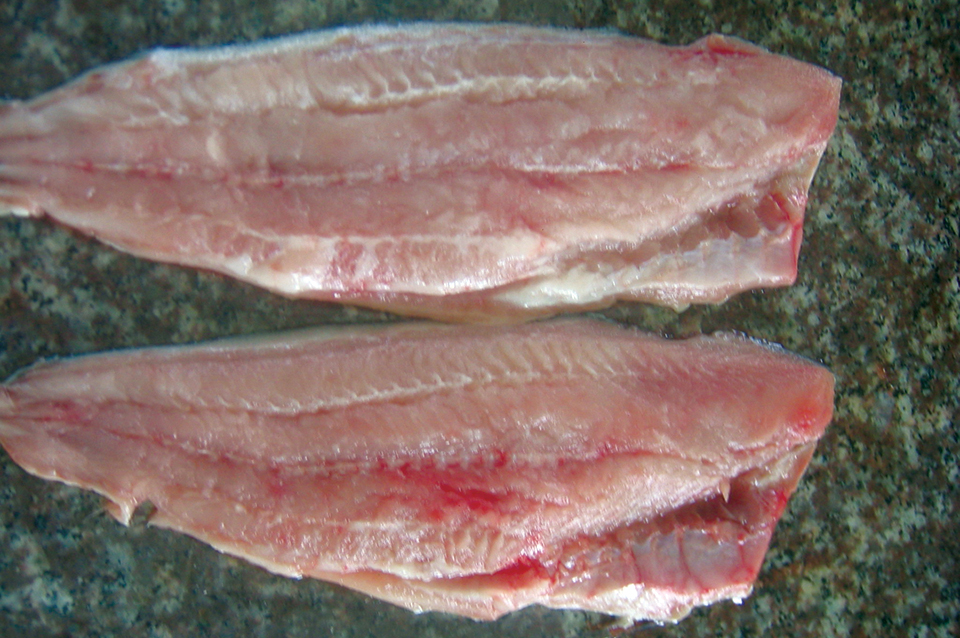 Sensory analysis evaluates pangasius fillet quality - Responsible ...