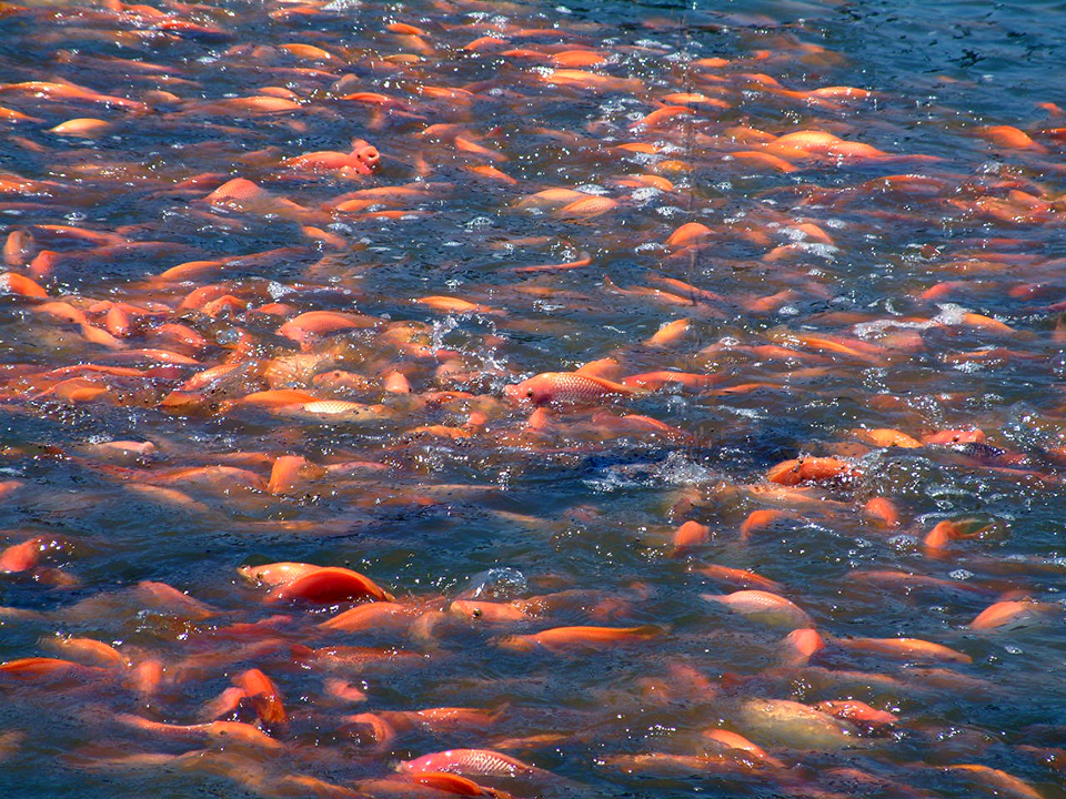 Tilapia production using biofloc technology - Responsible Seafood Advocate