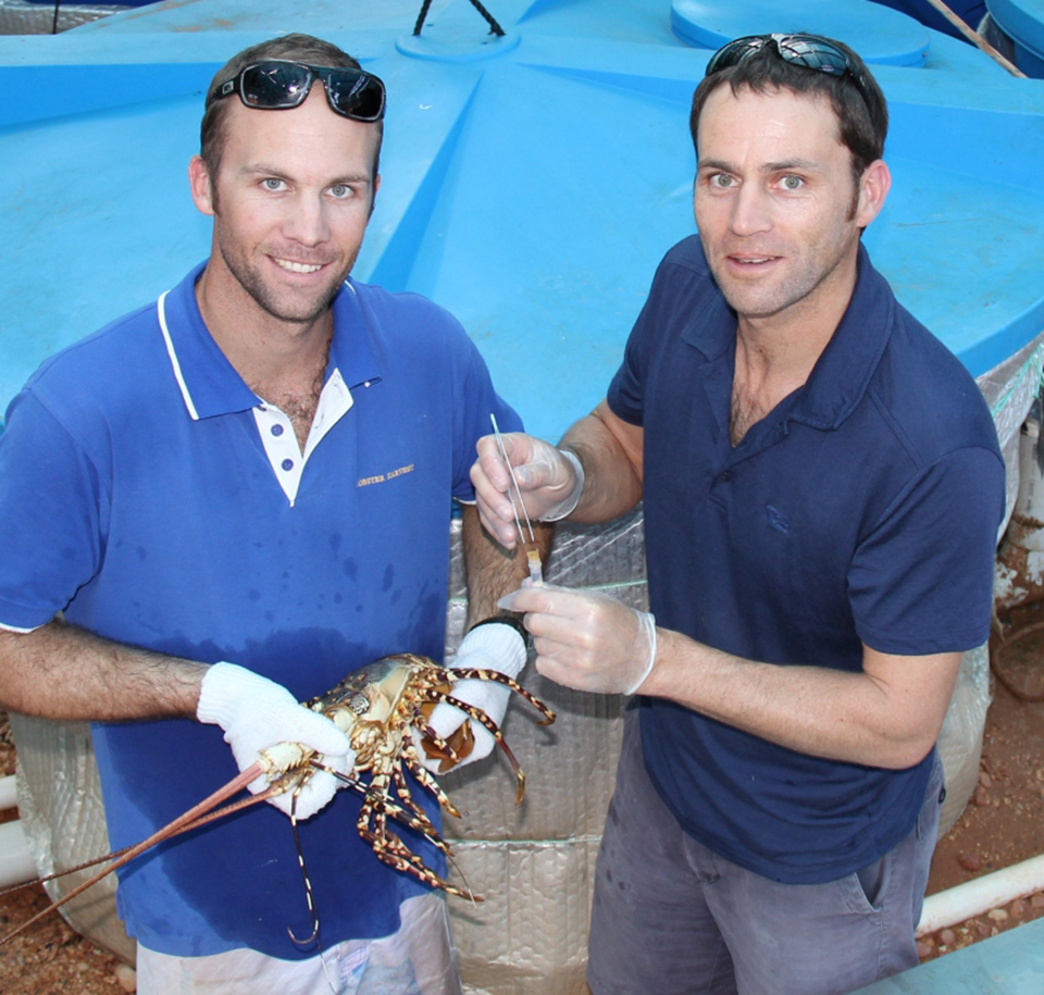 Hatchery production of spiny lobsters - Responsible Seafood Advocate