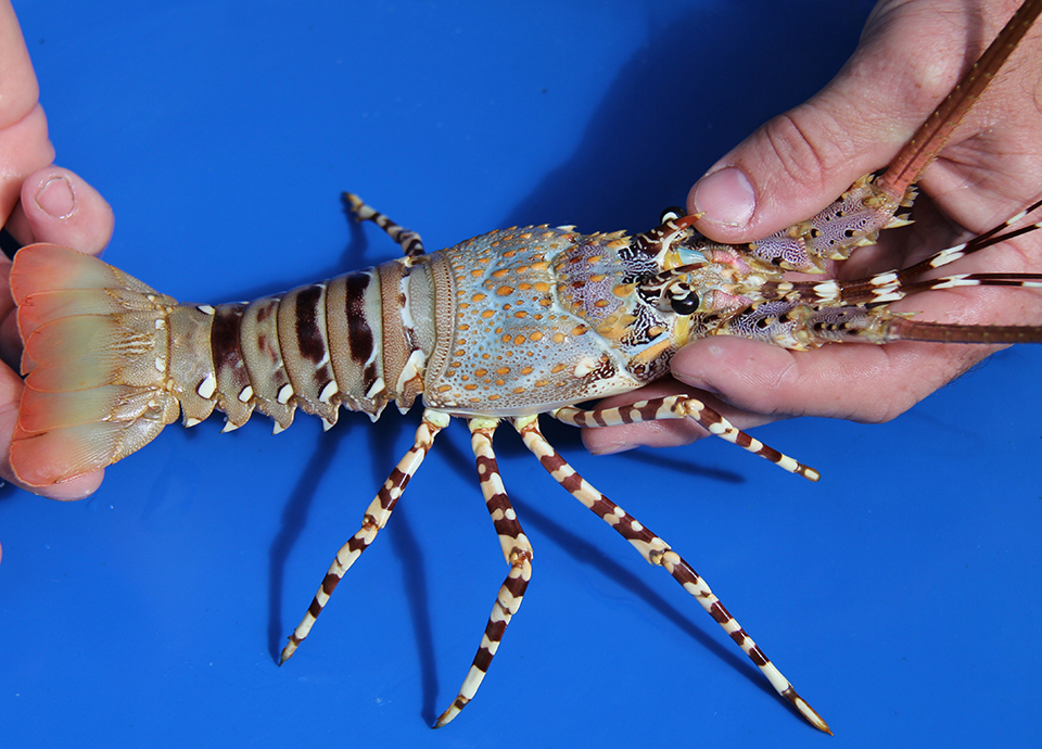 Hatchery production of spiny lobsters - Responsible Seafood Advocate