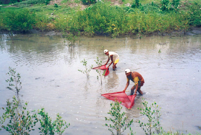 History of shrimp farming - Responsible Seafood Advocate