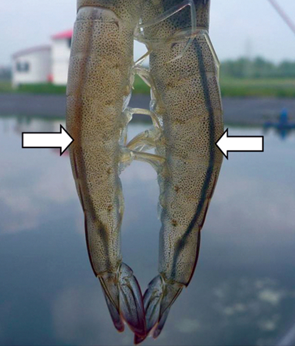 Intestine color check complements feed management in white shrimp ...