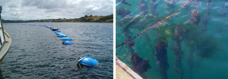 An overview of mussel culture in Chile - Responsible Seafood Advocate
