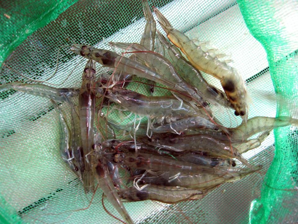 Strategies for managing large integrated shrimp farms - Responsible ...