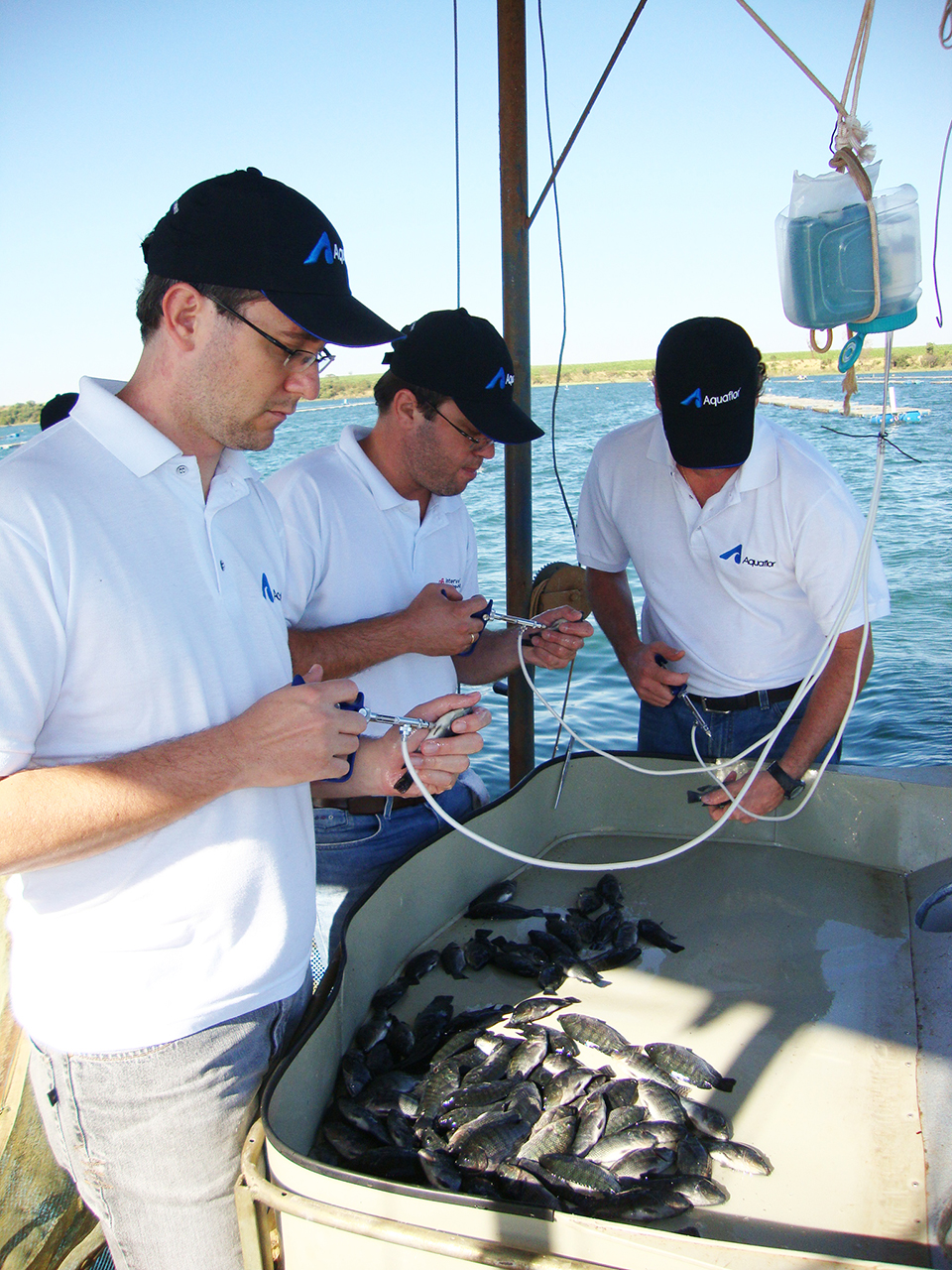 Streptococcus in tilapia - Responsible Seafood Advocate