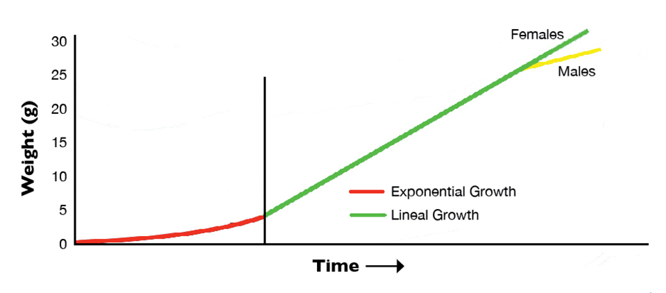 Genetics key to understanding shrimp growth rates - Responsible Seafood ...