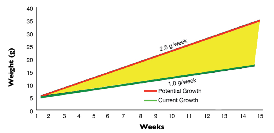 Genetics key to understanding shrimp growth rates - Responsible Seafood ...