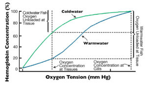 Dissolved oxygen requirements in aquatic animal respiration ...