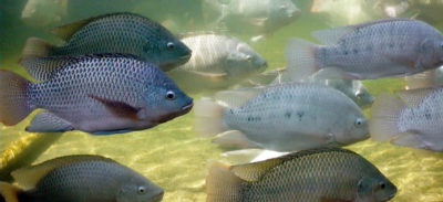 Dissolved oxygen requirements in aquatic animal respiration ...