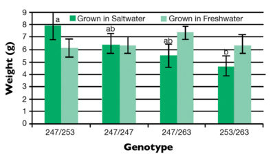 Improving salinity tolerance in tilapia - Responsible Seafood Advocate