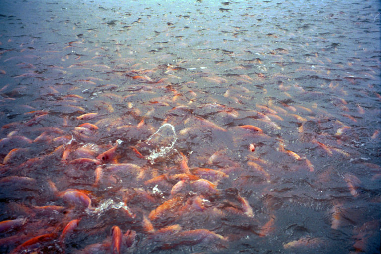 Improving salinity tolerance in tilapia - Responsible Seafood Advocate