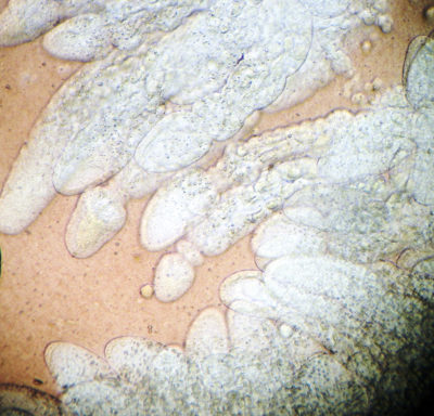 Wet mount technique excellent for health monitoring, not NHP diagnosis ...