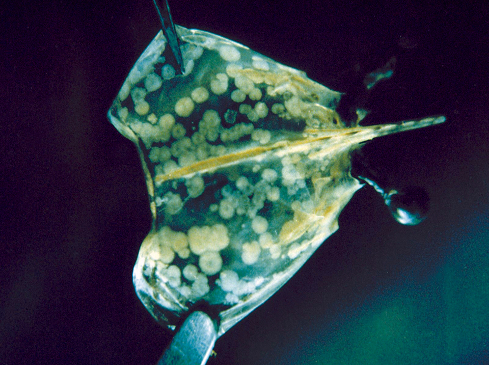 WSSV and TSV: Diseases as drivers in the shrimp-farming industry ...