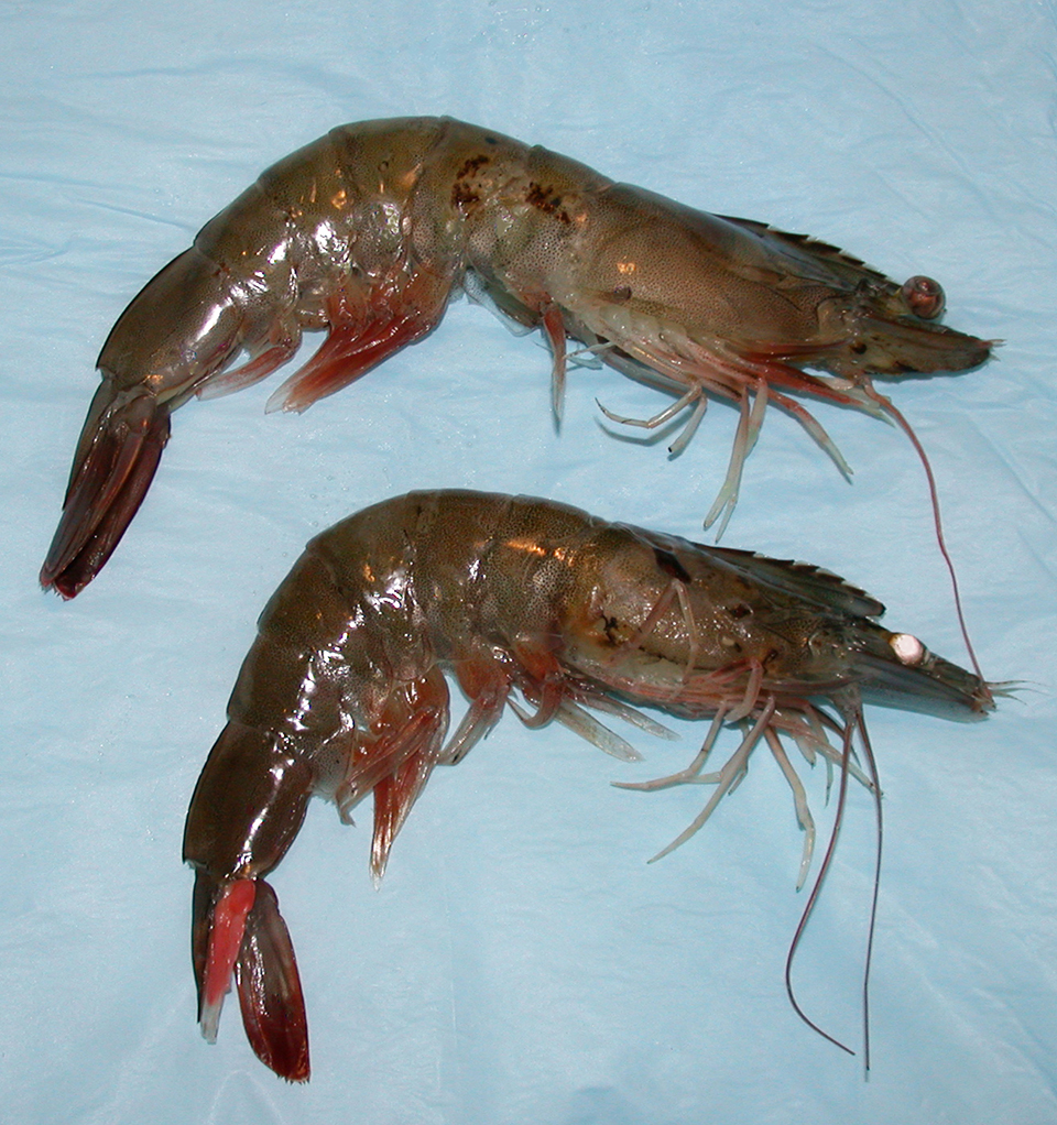High nitrate levels toxic to shrimp - Responsible Seafood Advocate