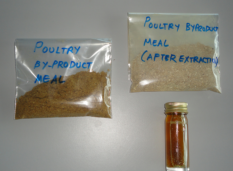 Fat components, energy in poultry byproduct meal provide valuable ...
