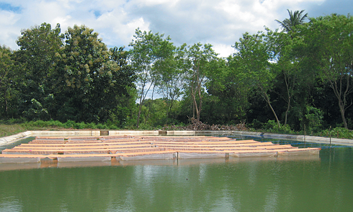 GIFT tilapia raise culture efficiency in Sri Lanka - Responsible ...
