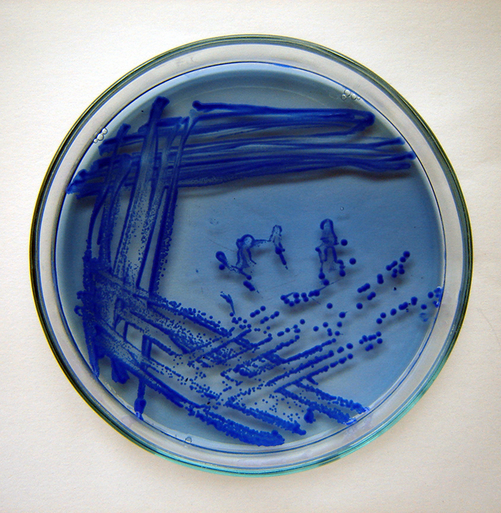 Multiple characteristics considered in selection of probiotics for ...