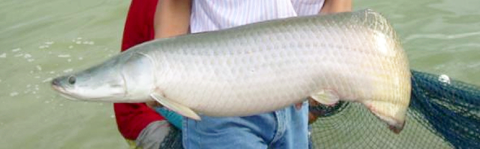 Aquaculture of Amazon fish in Latin America - Responsible Seafood Advocate