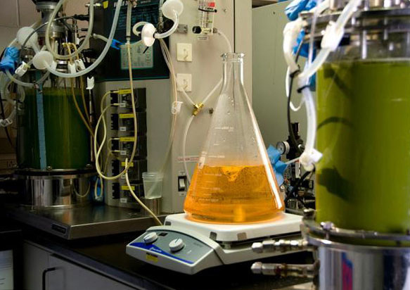 Microalgae provide food, feed, fuel - Responsible Seafood Advocate