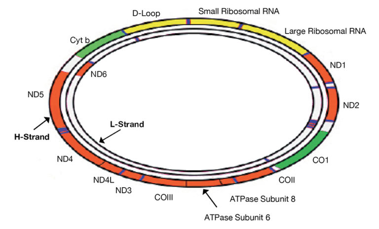 DNA barcoding applications in aquaculture - Responsible Seafood Advocate