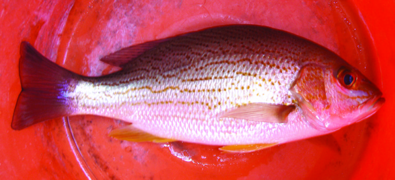 Integrated spotted red snapper aquaculture in Central America ...