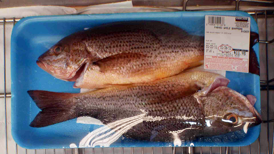 Integrated spotted red snapper aquaculture in Central America ...