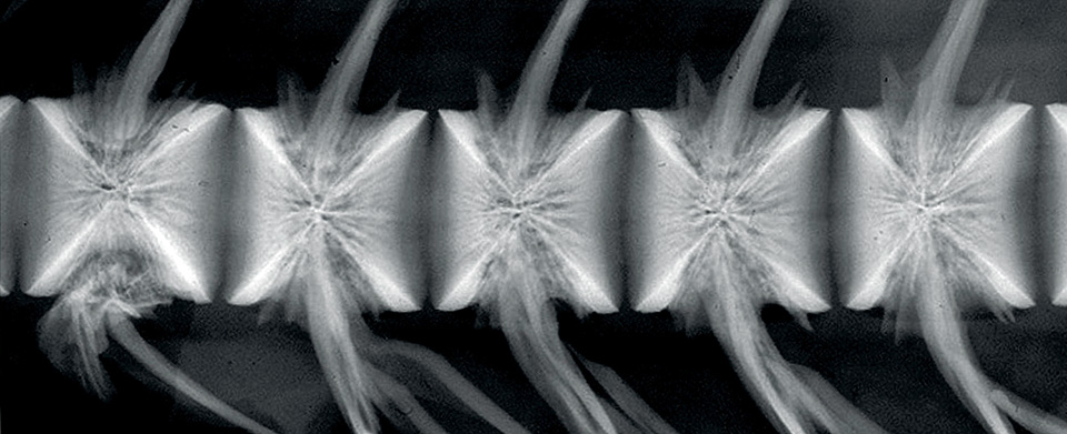 Research supports healthy fish skeletons - Responsible Seafood Advocate