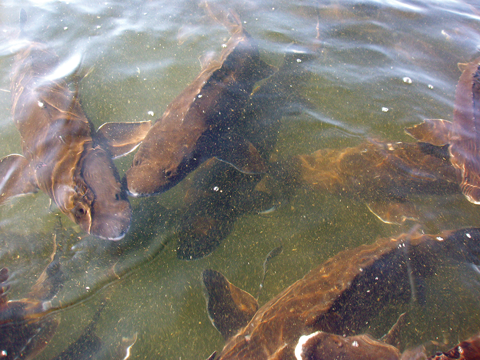 The Fishery: One farm, one fish at a time - Responsible Seafood Advocate