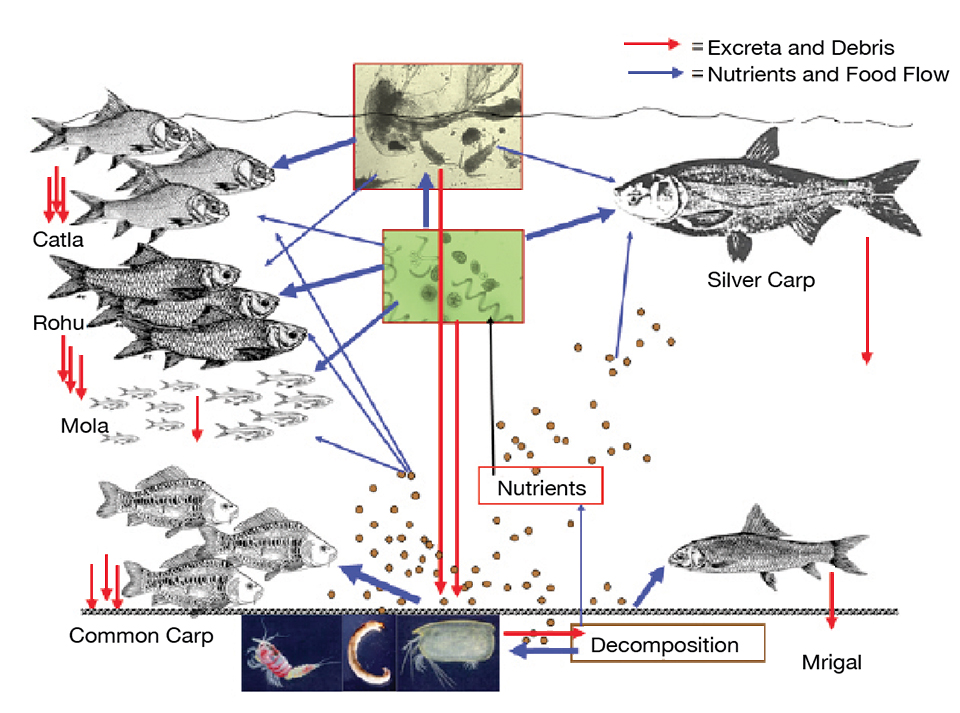 ‘Cash-SIS’ culture yields money crop, family food - Responsible Seafood ...