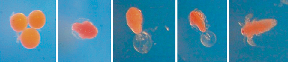 Live diets for larval fish, shrimp: Production, enrichment, feeding ...