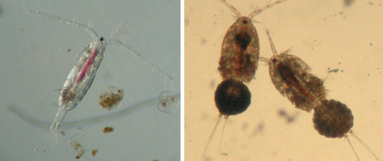 Live diets for larval fish, shrimp: Production, enrichment, feeding ...