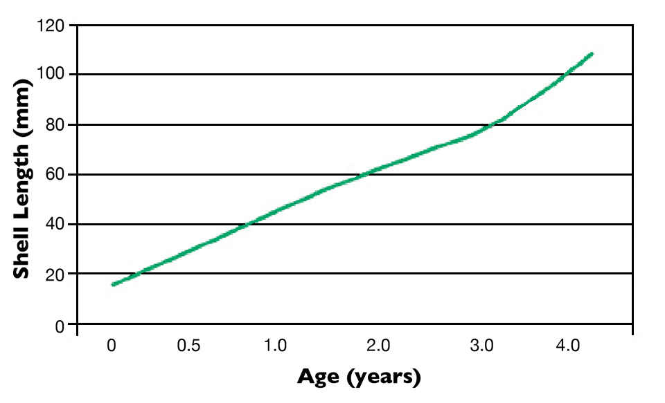 Alaska’s purple-hinge rock scallops considered for aquaculture ...