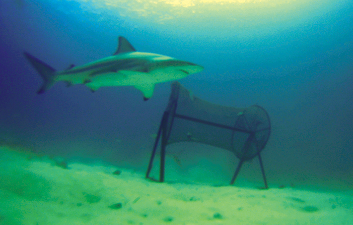 Protecting fish in shark-infested waters - Responsible Seafood Advocate