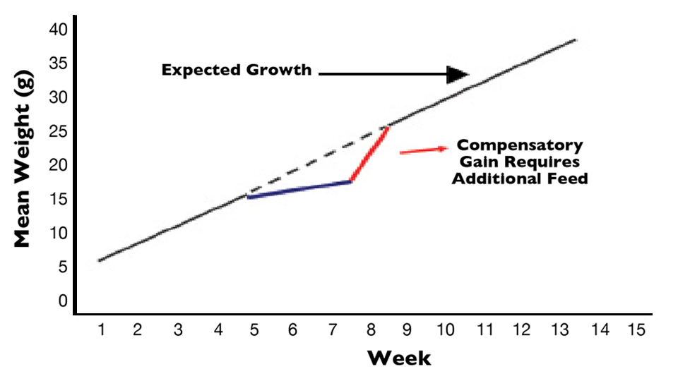 Compensatory gains yield hidden profits - Responsible Seafood Advocate