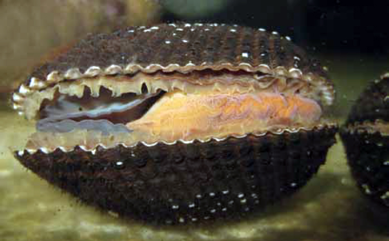 Peru project studies blood cockles for stock enhancement, aquaculture ...