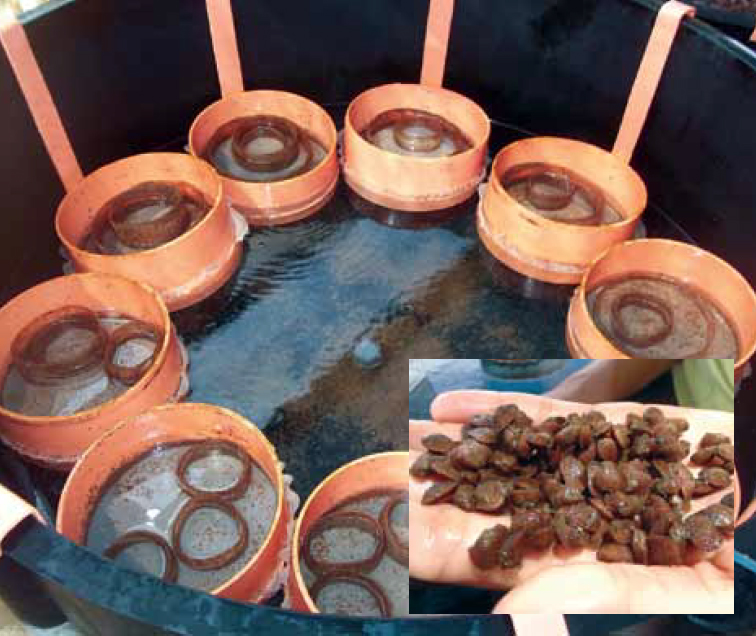 Peru project studies blood cockles for stock enhancement, aquaculture ...