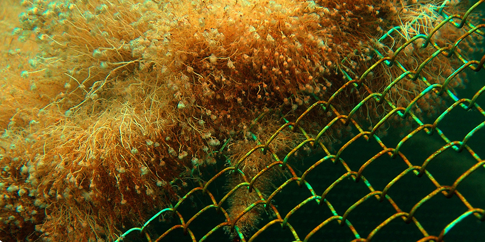 Marine aquaculture with copper alloy nets - Responsible Seafood Advocate