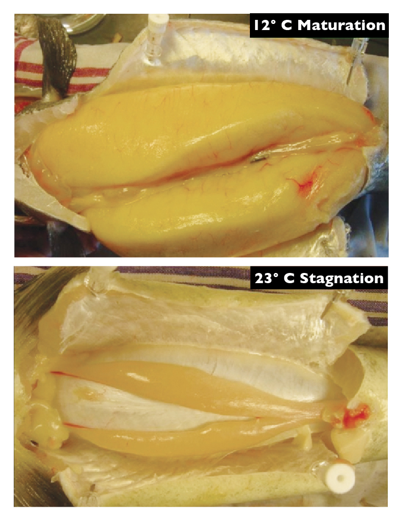 Pike perch in recirculation aquaculture - Responsible Seafood Advocate