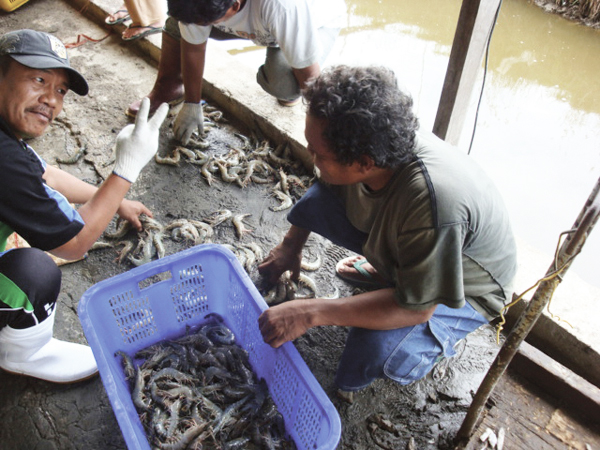 Prevent, but verify - Responsible Seafood Advocate