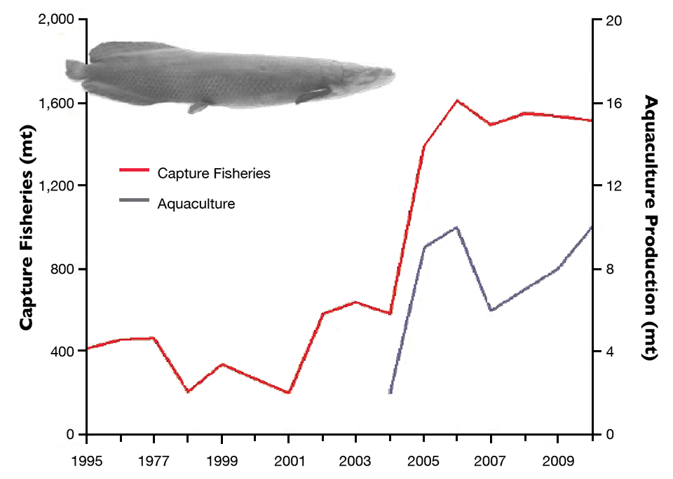 Arapaima a candidate for intensive freshwater culture - Responsible ...
