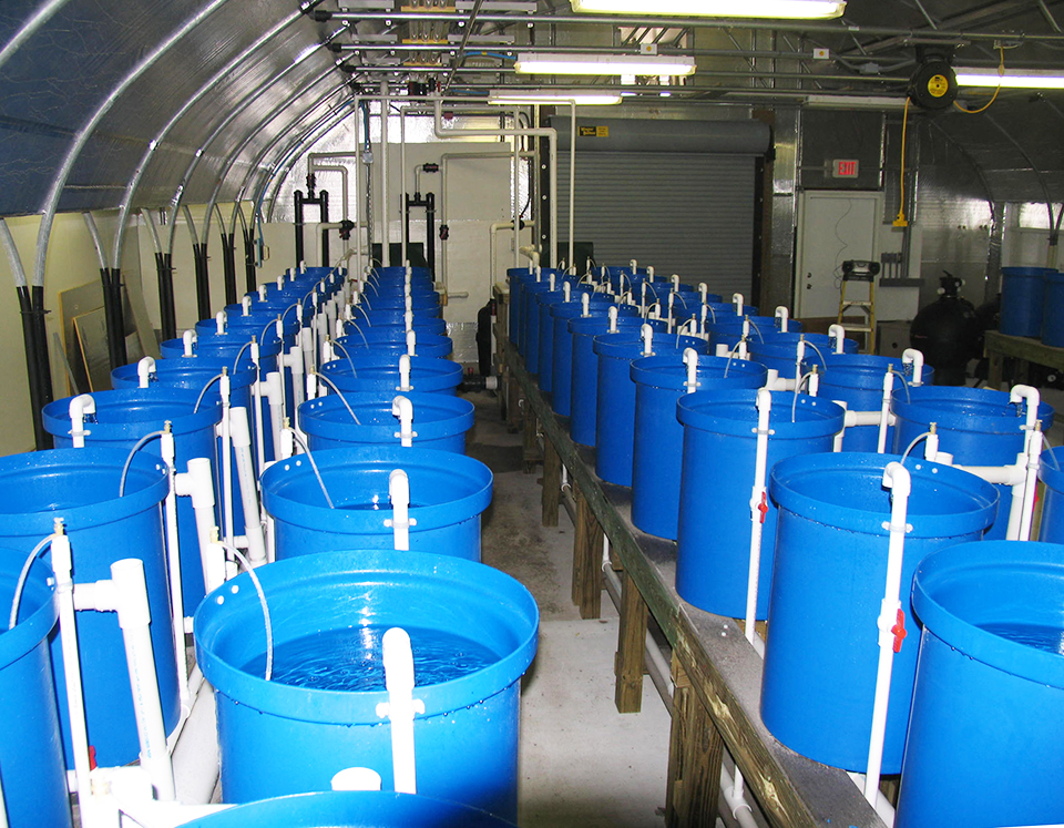 On-farm studies help guide feed decisions - Responsible Seafood Advocate