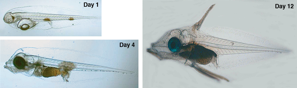 Oceanic institute achieves breakthroughs in culture technology for ...
