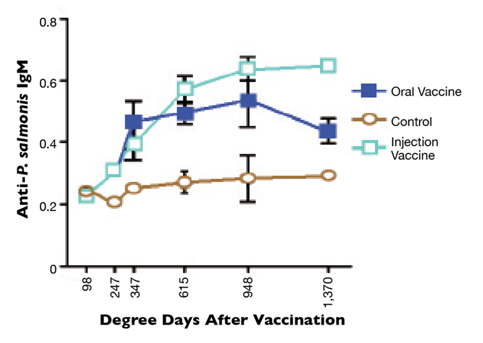 Oral vaccine delivery effective in reducing salmon diseases ...