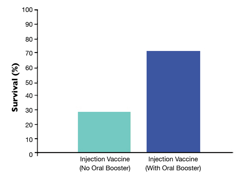 Oral vaccine delivery effective in reducing salmon diseases ...